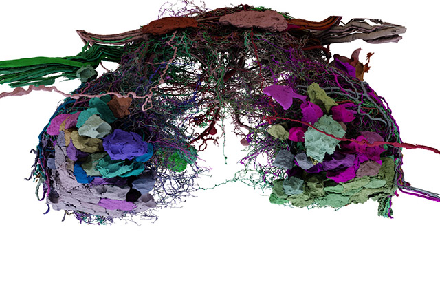 From takeoff to flight, a map of a fly’s nervous system - UW Medicine ...