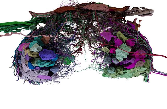 From takeoff to flight, a map of a fly’s nervous system - UW Medicine ...