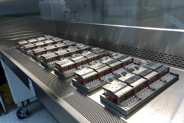 Kidney chips in space will help medicine on Earth - UW Medicine | Newsroom